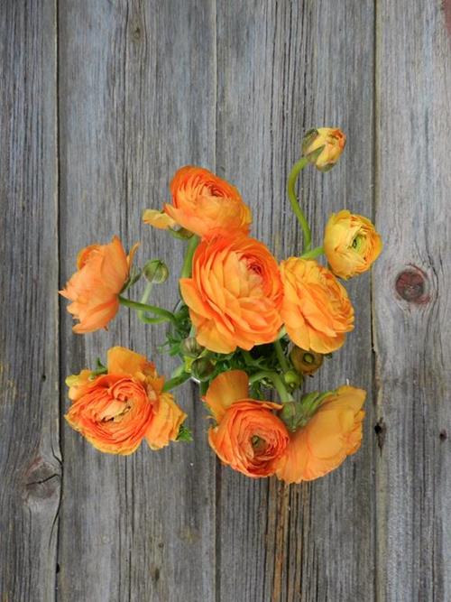 Wholesale Orange Ranunculus Delivered Online | FlowerFarm