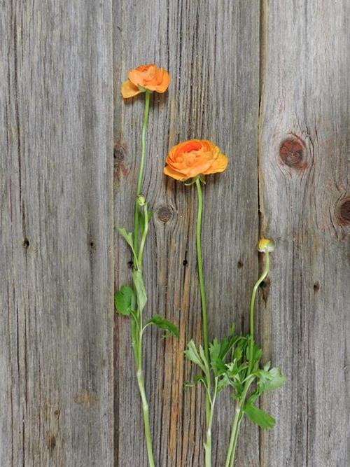 Wholesale Orange Ranunculus Delivered Online | FlowerFarm