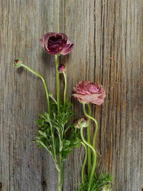 Wholesale Purple Ranunculus Delivered Online | FlowerFarm