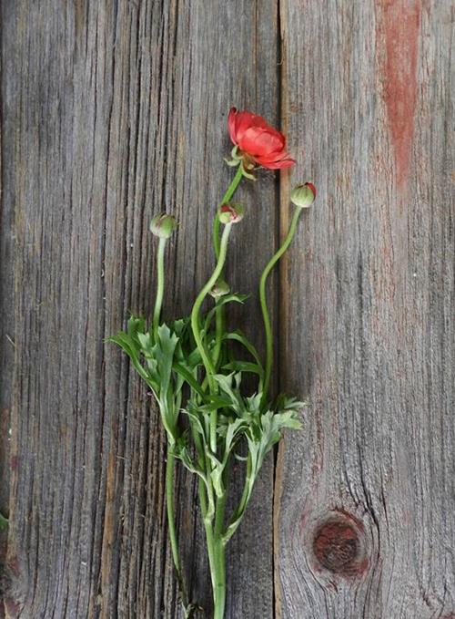 Wholesale Red Ranunculus Delivered Online | FlowerFarm