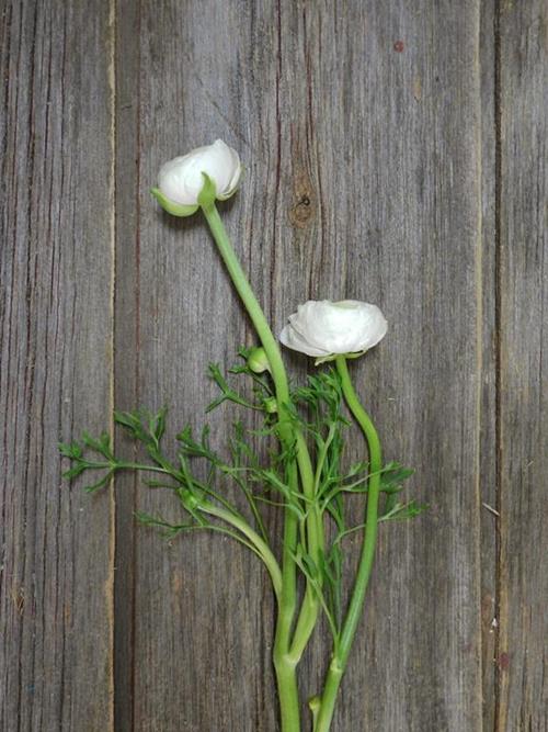 Wholesale White Ranunculus Delivered Online | FlowerFarm