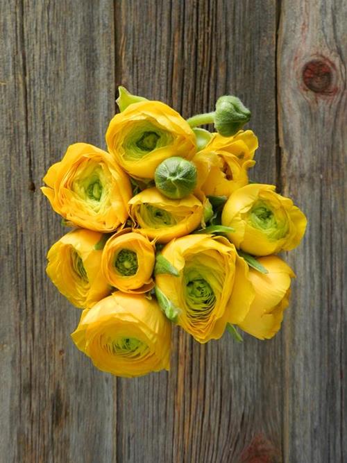 Wholesale Yellow Ranunculus Delivered Online | FlowerFarm