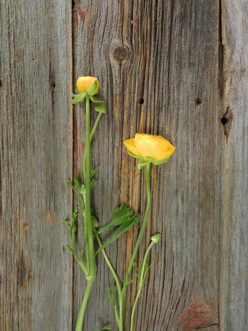 Wholesale Yellow Ranunculus Delivered Online | FlowerFarm