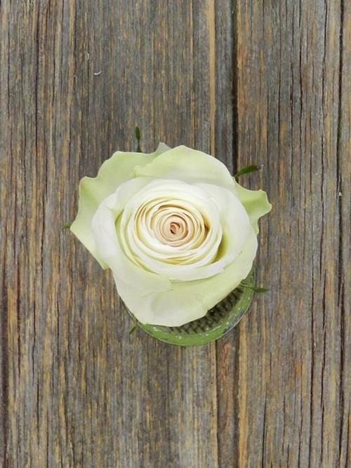 Wholesale Roses in Bulk | FlowerFarm - Fresh Cut Roses