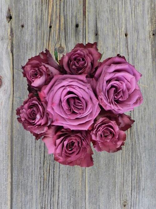 Wholesale Blueberry Lavender Roses Delivered Online | FlowerFarm