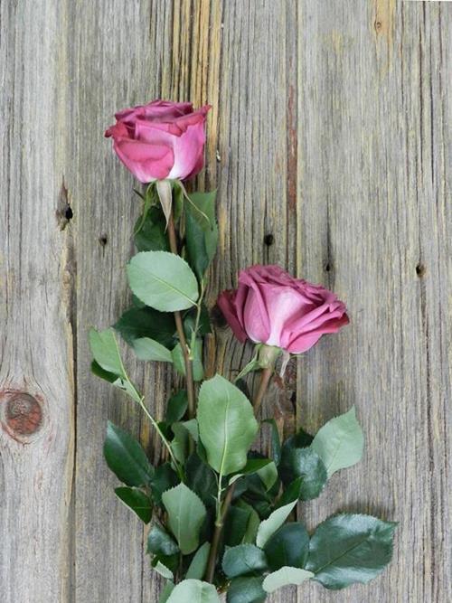 Wholesale Blueberry Lavender Roses Delivered Online | FlowerFarm