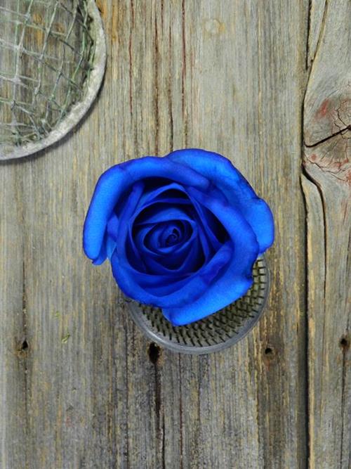 Wholesale Blue Tinted Roses Delivered Online | FlowerFarm