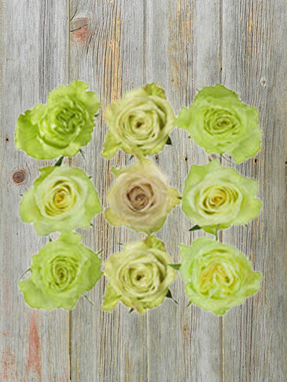 Wholesale Green Rose Delivered Online | FlowerFarm
