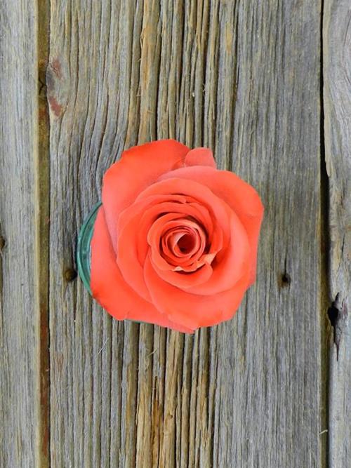 Wholesale Roses Delivery Online | FlowerFarm