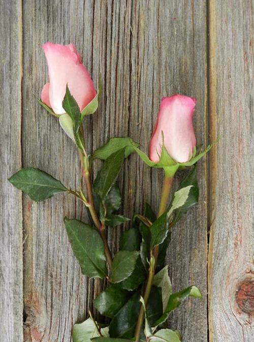 Wholesale Metallic Hot Pink Rose / Silver Paint Bouquet Delivered ...