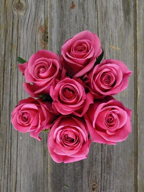 Wholesale Hot Party Hot Pink Roses Delivered Online | FlowerFarm