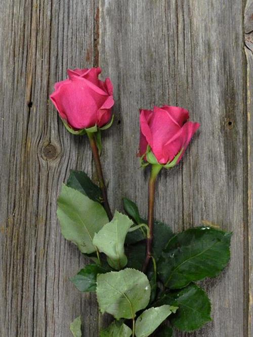 Wholesale Hot Party Hot Pink Roses Delivered Online | FlowerFarm