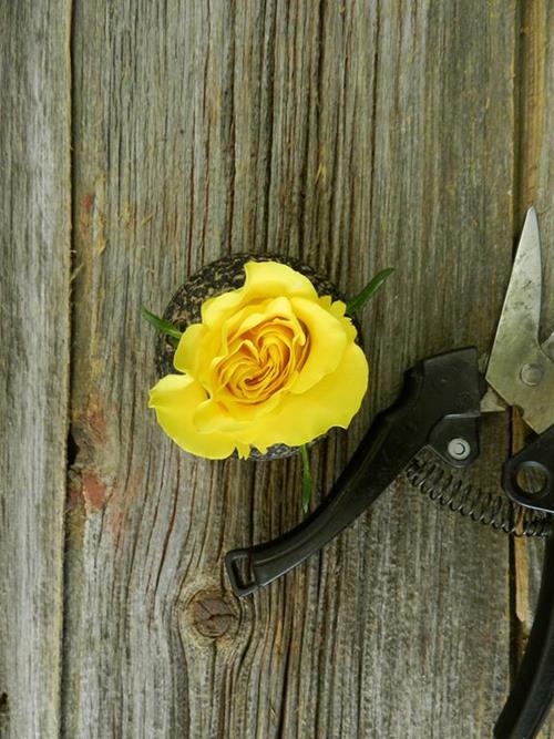 Wholesale High & Yellow Magic Yellow Roses Delivered Online | FlowerFarm