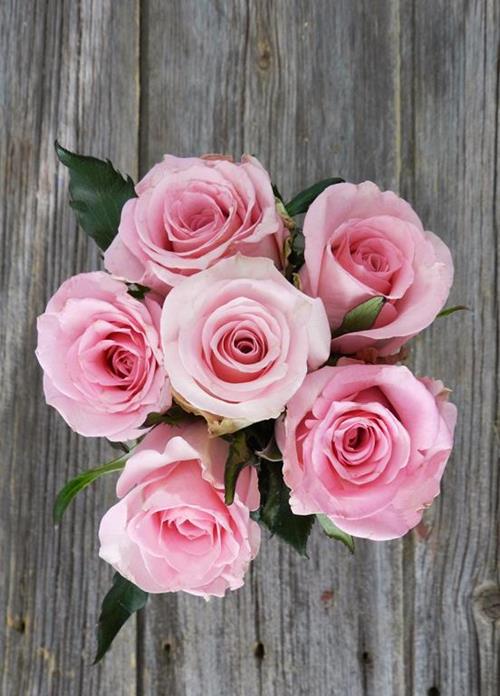 Wholesale Jessika Pink Roses Delivered Online | FlowerFarm