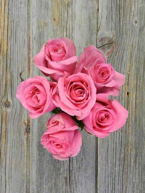 Wholesale Lady Night Pink Roses Delivered Online | FlowerFarm