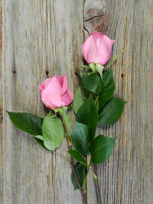 Wholesale Lady Night Pink Roses Delivered Online | FlowerFarm