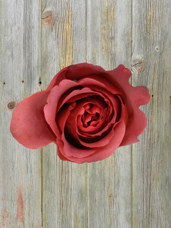 Wholesale Roses Delivery Online | FlowerFarm