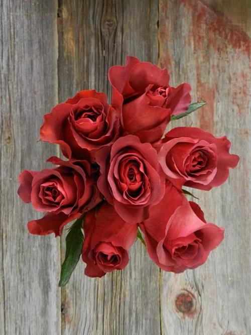 Wholesale Matilda Earth Tone Roses Delivered Online | FlowerFarm