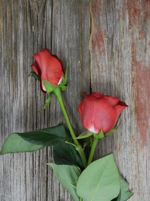 Wholesale Matilda Earth Tone Roses Delivered Online | FlowerFarm