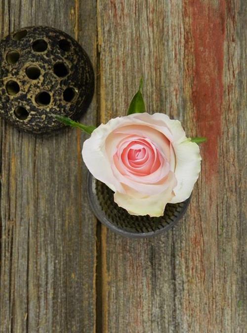 Wholesale Nena Pink Roses Delivered Online | FlowerFarm