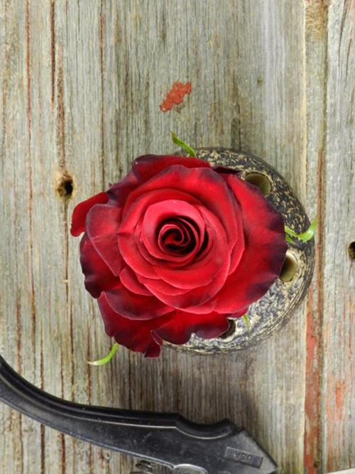 Wholesale Red Paris Red Rose Delivered Online | FlowerFarm