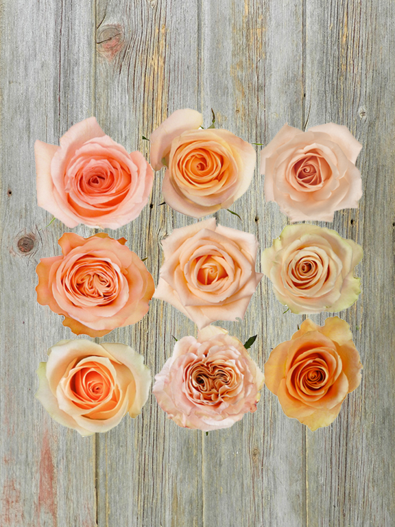 Wholesale Peach Roses Delivered Online | FlowerFarm