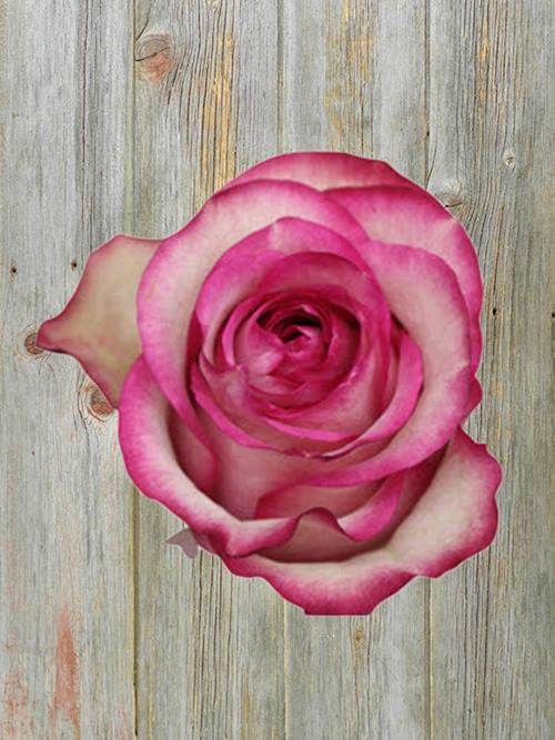 Wholesale Pink- Bi-Color Roses (Tormenta, Carrousel, Or Vogue ...