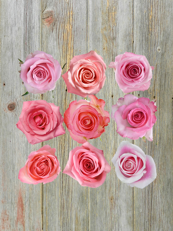 Wholesale Pink Roses Delivered Online | FlowerFarm