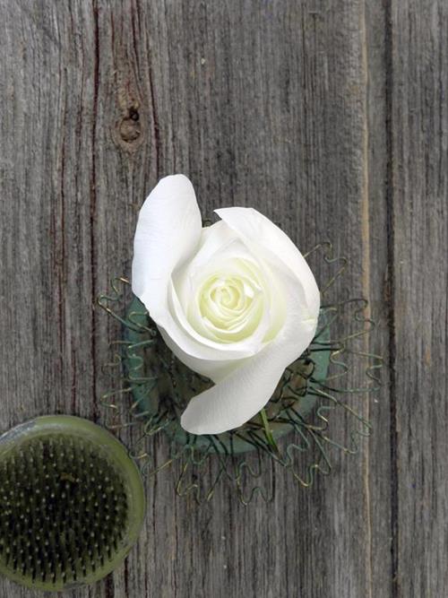 Wholesale Proud White Roses Delivered Online | FlowerFarm