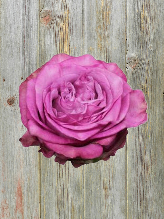 Wholesale Queens Crown Lavender Garden Roses Delivered Online | FlowerFarm