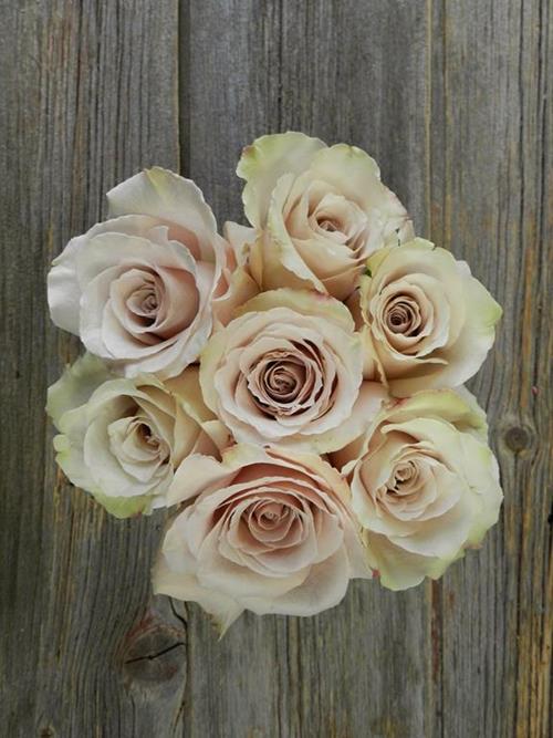 Wholesale Quicksand Tan Roses Delivered Online | FlowerFarm