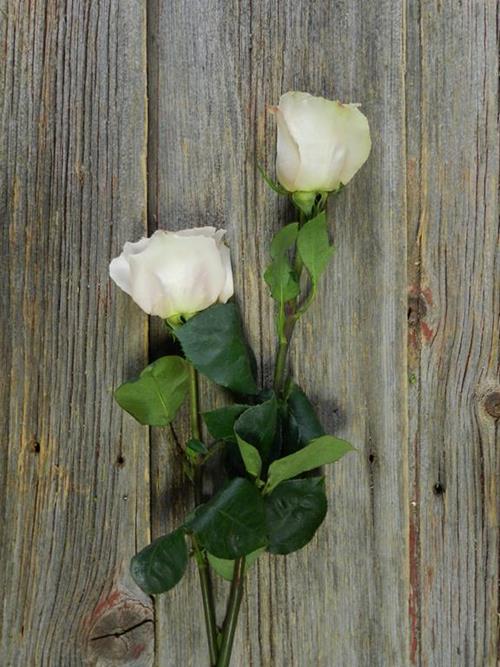 Wholesale Quicksand Tan Roses Delivered Online | FlowerFarm