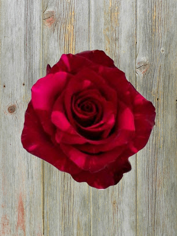 Wholesale Red Panther Red Rose Delivered Online | FlowerFarm