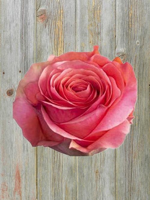Wholesale Saga Pink Roses Delivered Online | FlowerFarm