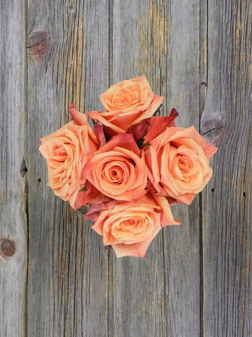 Wholesale Sunset Glory Orange Roses Delivered Online | FlowerFarm