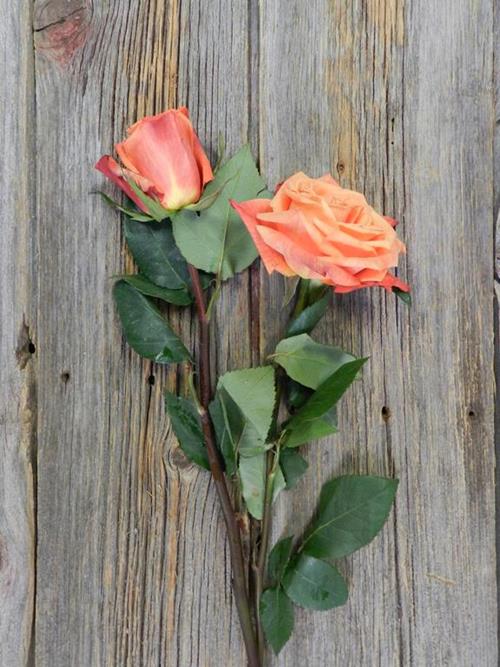 Wholesale Sunset Glory Orange Roses Delivered Online | FlowerFarm