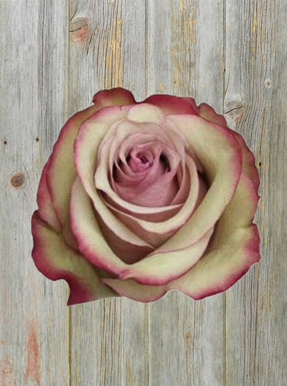 Wholesale Vintage Bicolor White/Pink Rose Delivered Online | FlowerFarm