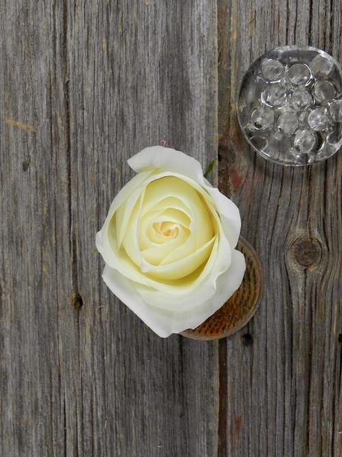 Wholesale White Chocolate Cream Roses Delivered Online | FlowerFarm