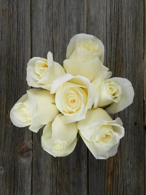 Wholesale White Chocolate Cream Roses Delivered Online | FlowerFarm