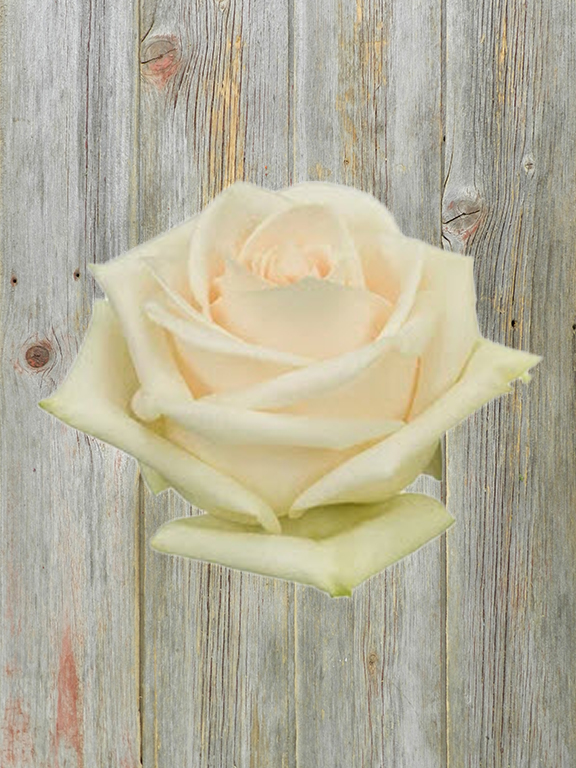 Wholesale Soul White Roses Delivered Online | FlowerFarm