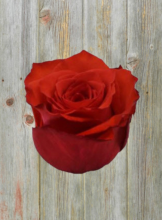 Wholesale Bromo Orange Rose Delivered Online | FlowerFarm