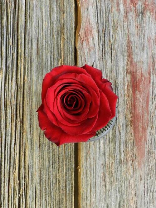 Wholesale Finally Red Roses Delivered Online | FlowerFarm