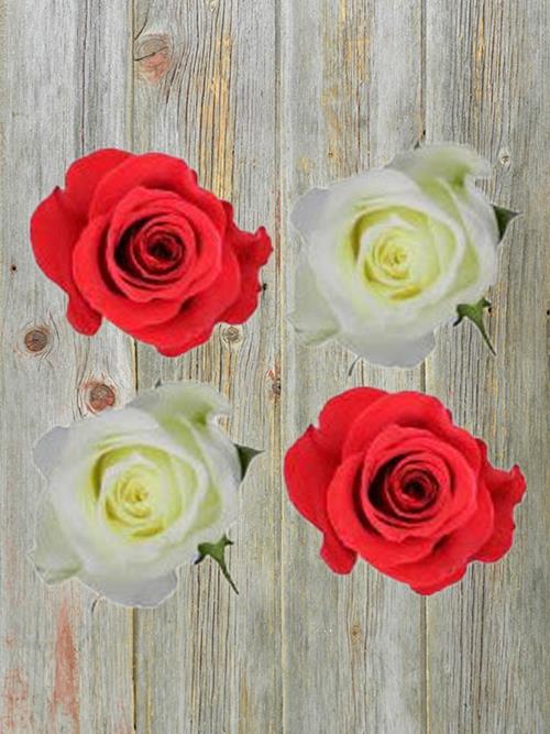 Wholesale Roses in Bulk | FlowerFarm - Fresh Cut Roses
