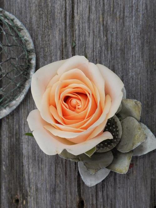Wholesale Alejandra Peach Roses Delivered Online | FlowerFarm