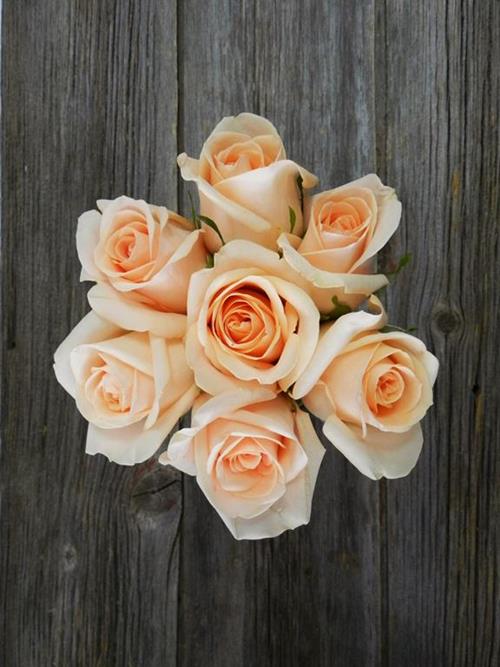 Wholesale Alejandra Peach Roses Delivered Online | FlowerFarm