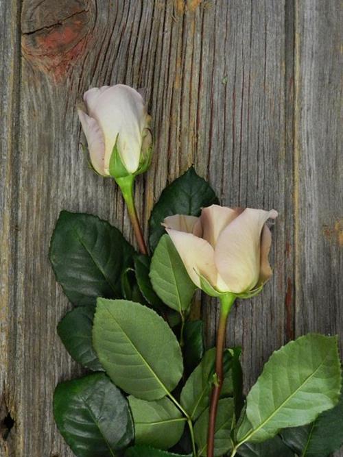 Wholesale Amnesia Lavender Roses Delivered Online | FlowerFarm