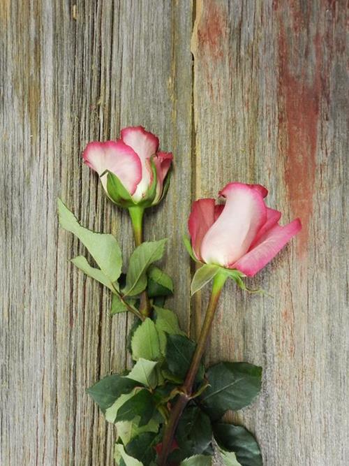 Wholesale Bi-Color White/Pink Roses Delivered Online | FlowerFarm