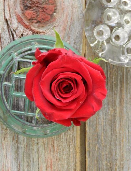 Wholesale Devotion Red Roses Delivered Online | FlowerFarm