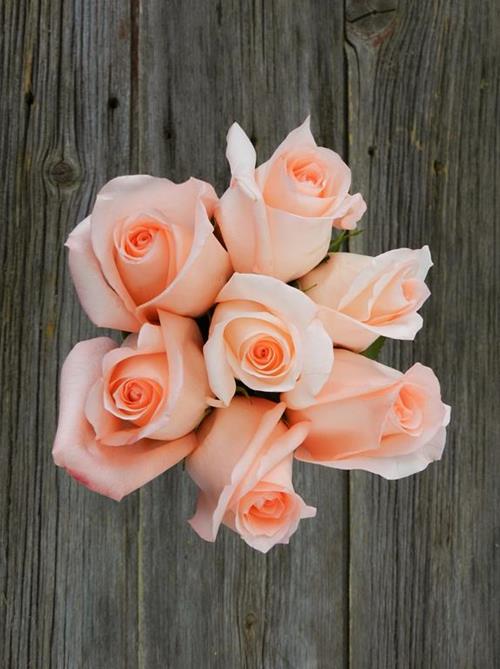 Wholesale Engagement Salmon Peach Roses Delivered Online | FlowerFarm