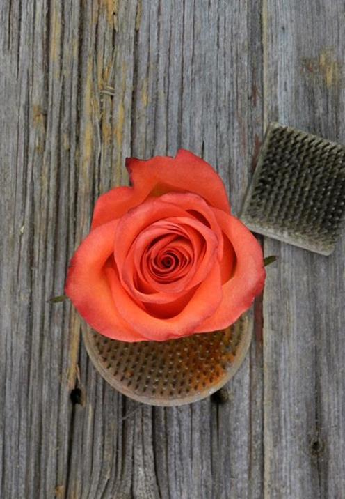 Wholesale Roses in Bulk | FlowerFarm - Fresh Cut Roses